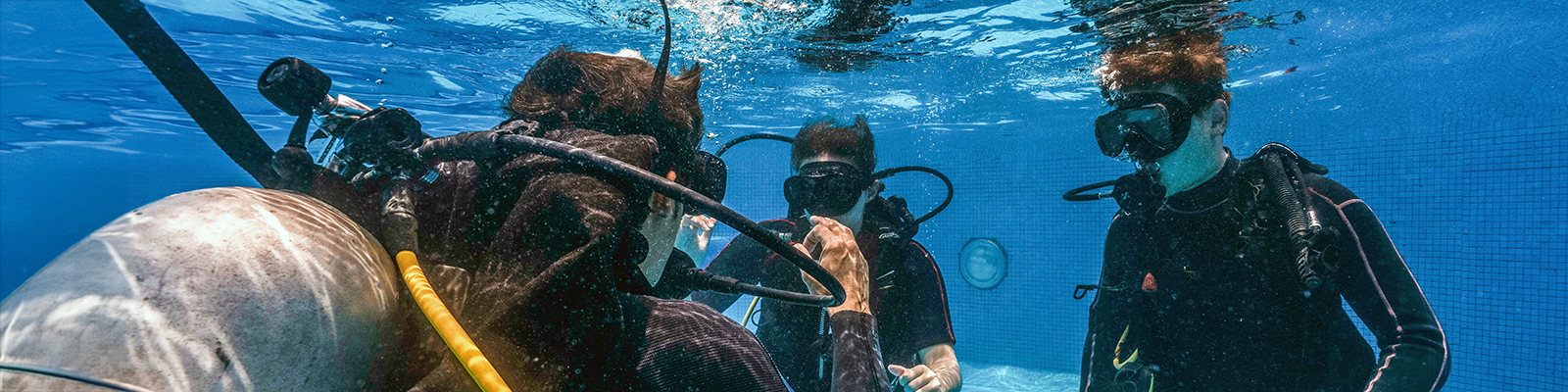 UMassD Dive | College of Arts & Sciences | UMass Dartmouth