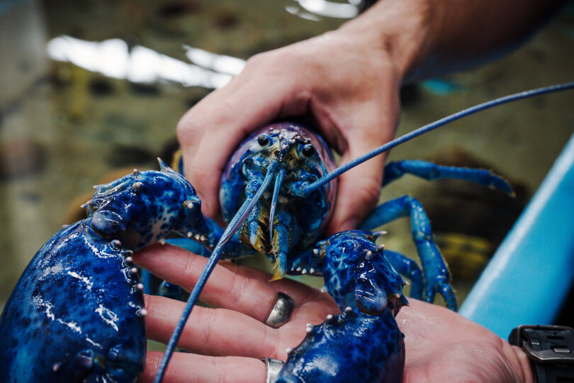 2025: Meet SMAST's newest resident: a rare blue lobster | UMass ...